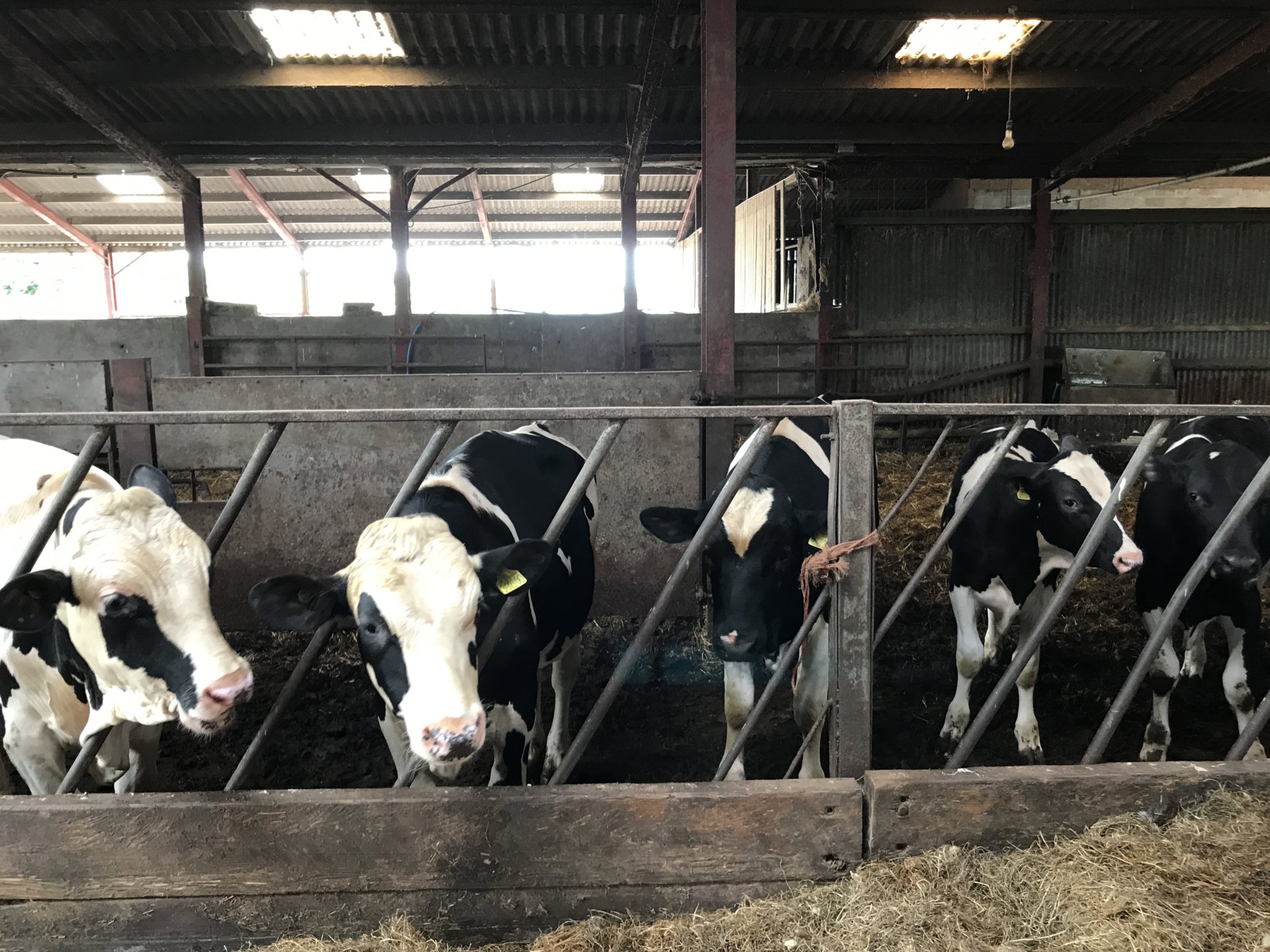 Heifer Rearing | The Farming Forum