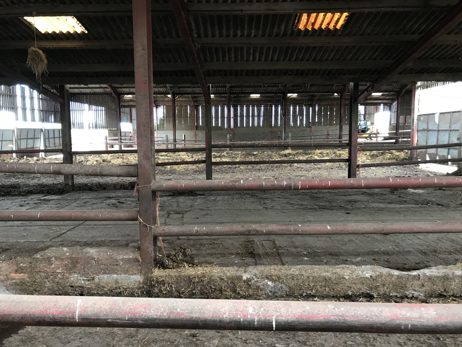 Heifer Rearing | The Farming Forum