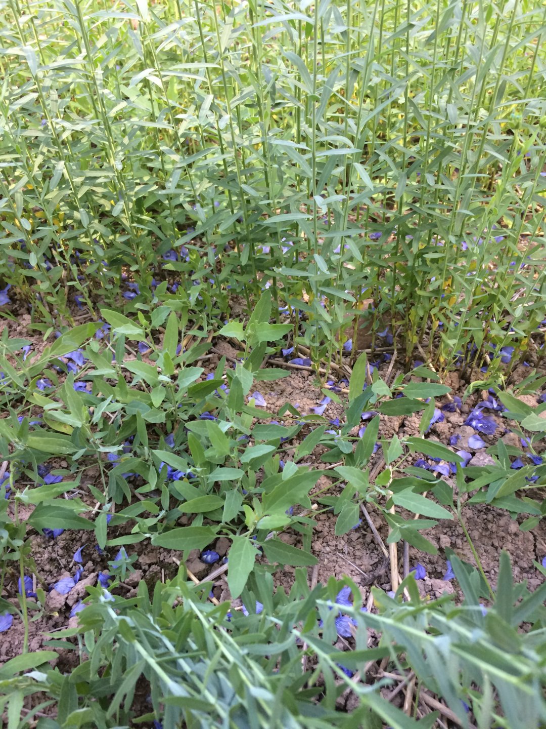 Linseed: Broadleave weed control | The Farming Forum