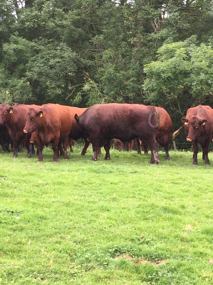 Lincoln Reds: Visit by North American Lincoln Red Association | The ...