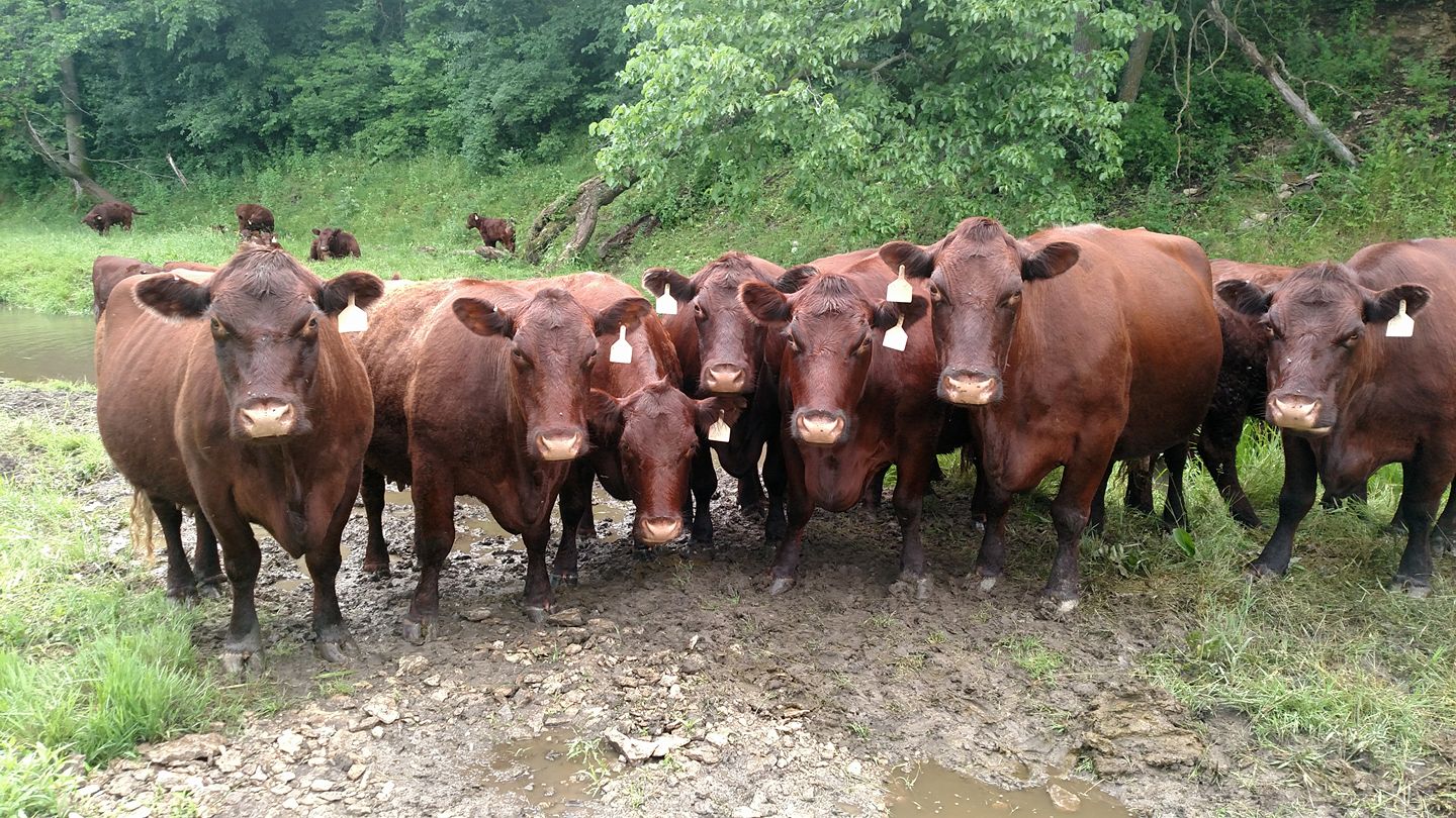 Lincoln Reds: Visit by North American Lincoln Red Association | The ...