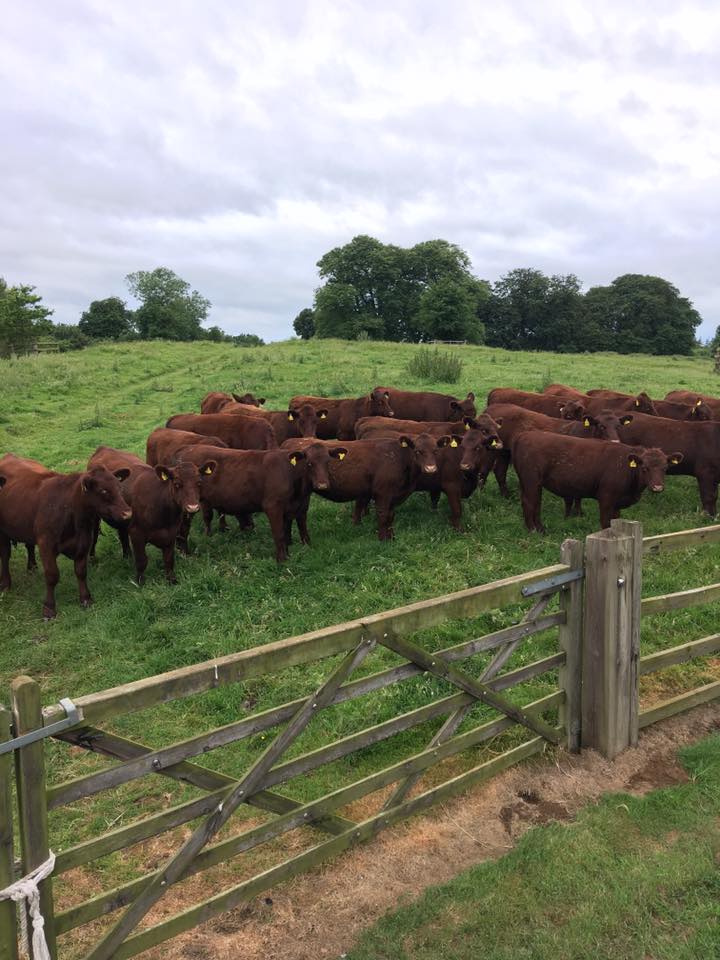 Lincoln Reds: Visit by North American Lincoln Red Association | The ...