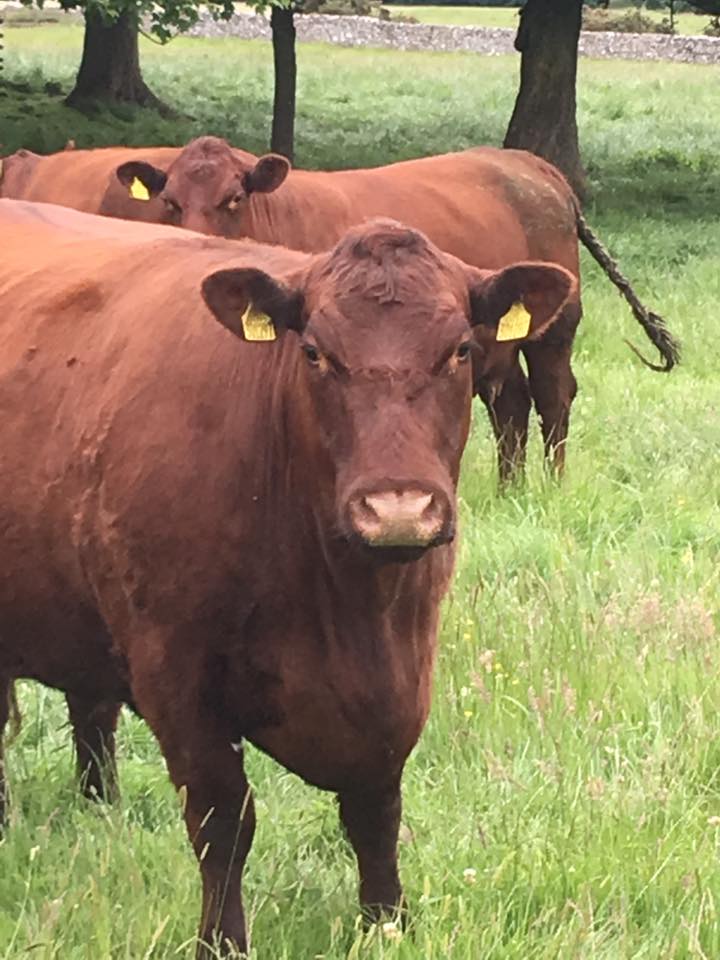 Lincoln Reds: Visit by North American Lincoln Red Association | The ...