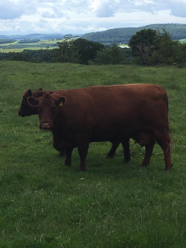Lincoln Reds: Visit by North American Lincoln Red Association | The ...