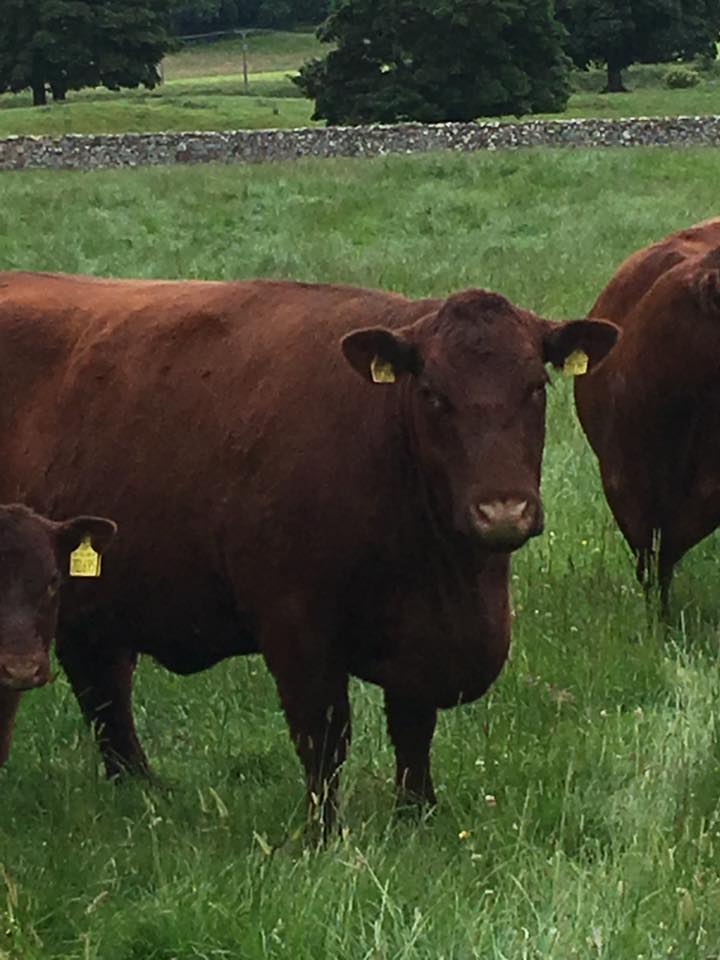 Lincoln Reds: Visit by North American Lincoln Red Association | The ...