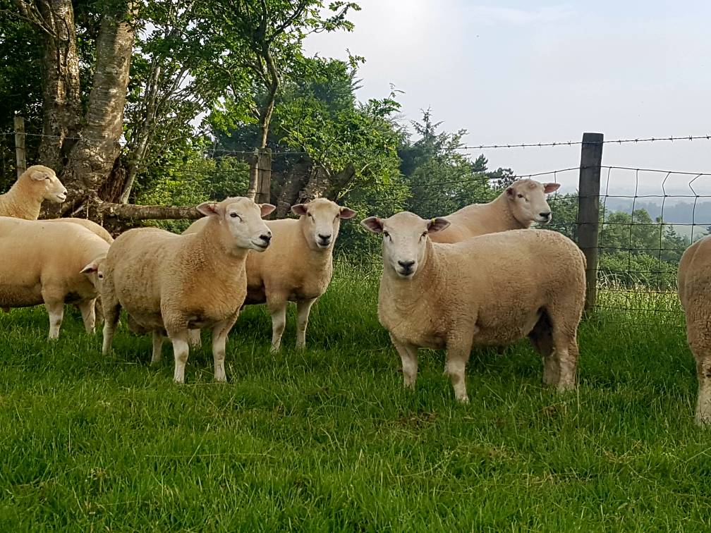 Pentre Farm | The Farming Forum