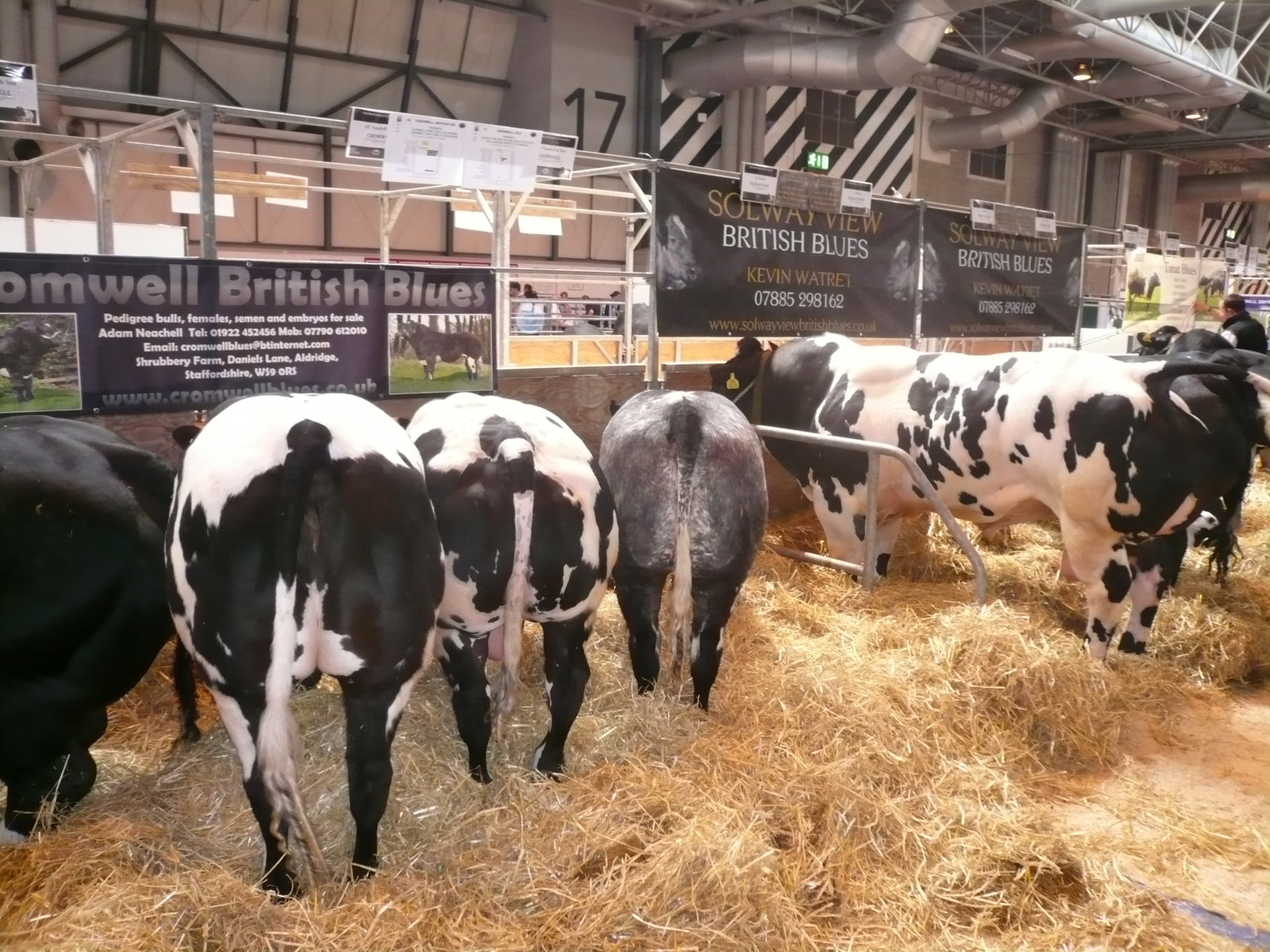 Livestock Event 2nd July 2014 - beef classes | The Farming Forum