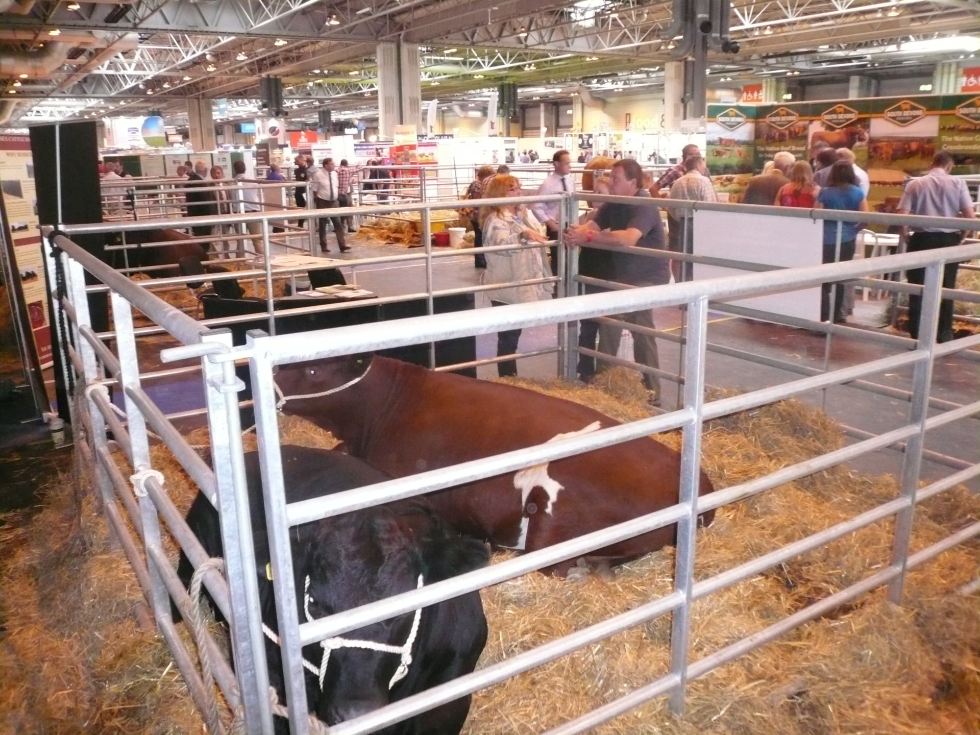 Livestock Event 2nd July 2014 - beef classes | The Farming Forum