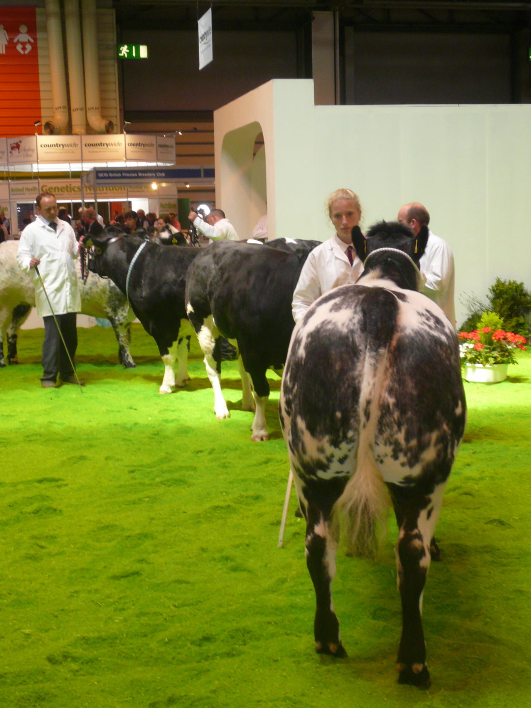 Livestock Event 2nd July 2014 - beef classes | The Farming Forum