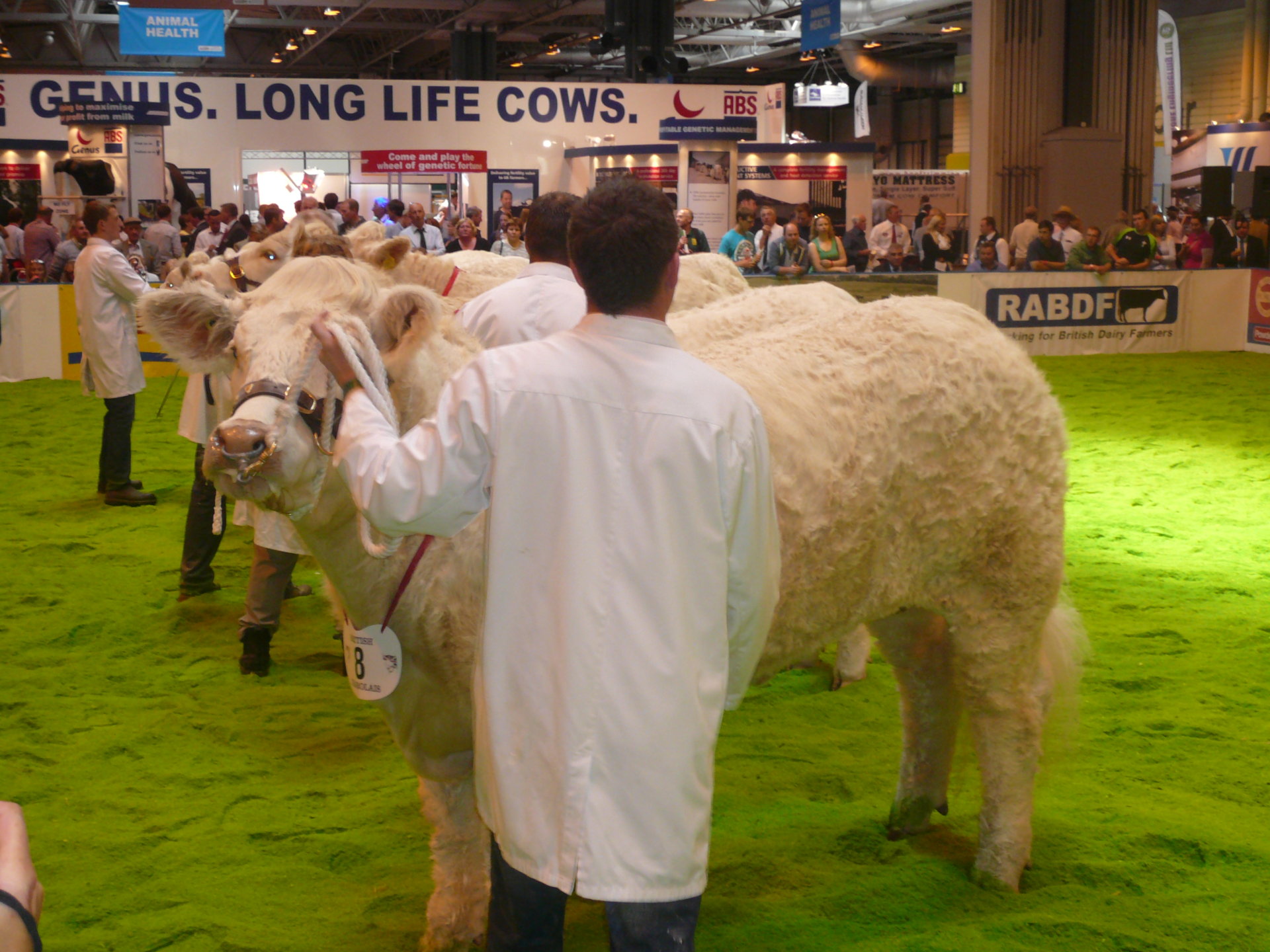 Livestock Event 2nd July 2014 - beef classes | The Farming Forum