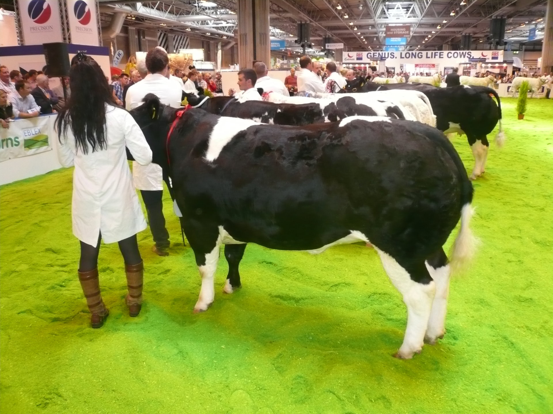 Livestock Event 2nd July 2014 - beef classes | The Farming Forum