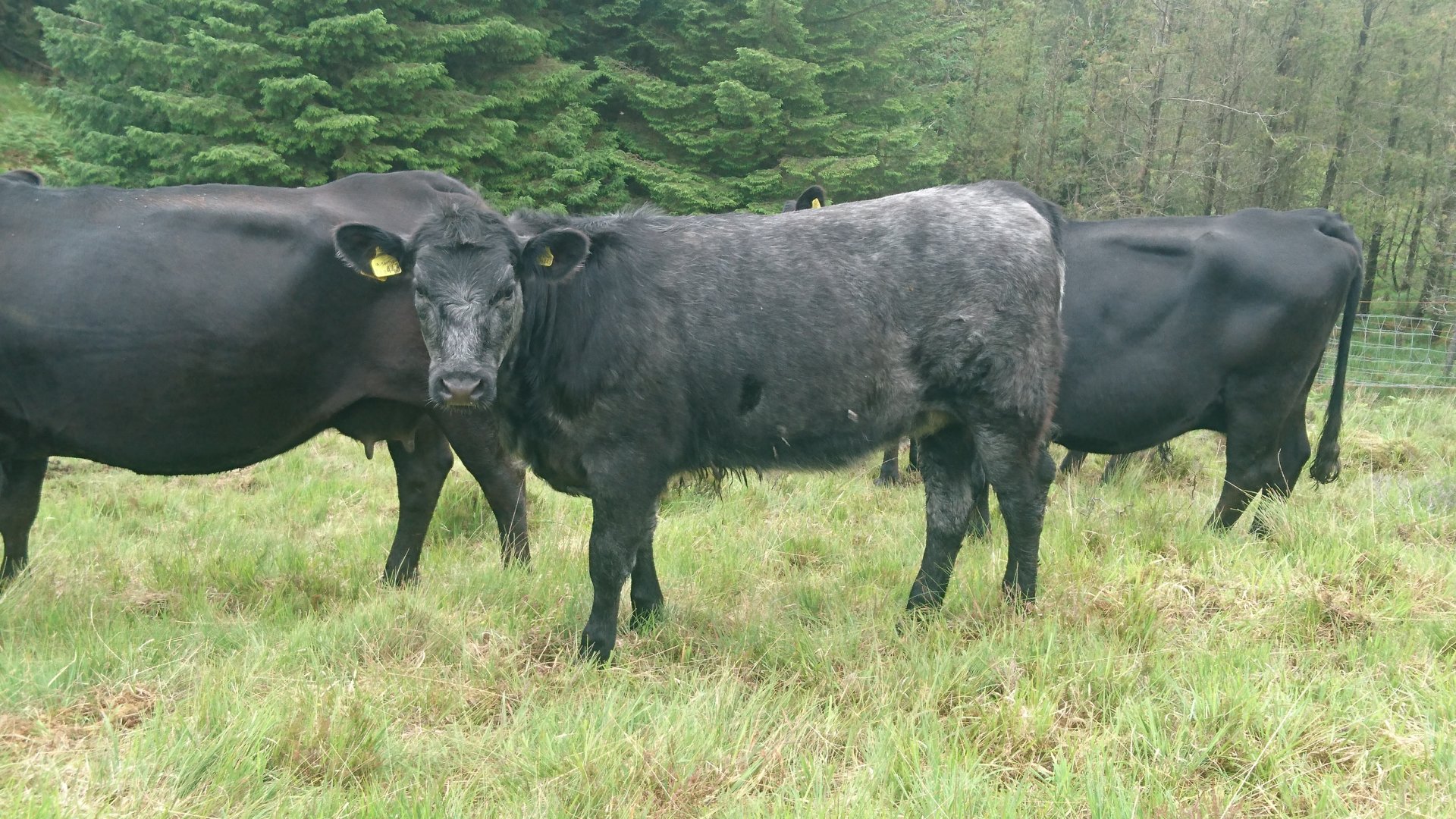 Native Angus Cows | Page 2 | The Farming Forum