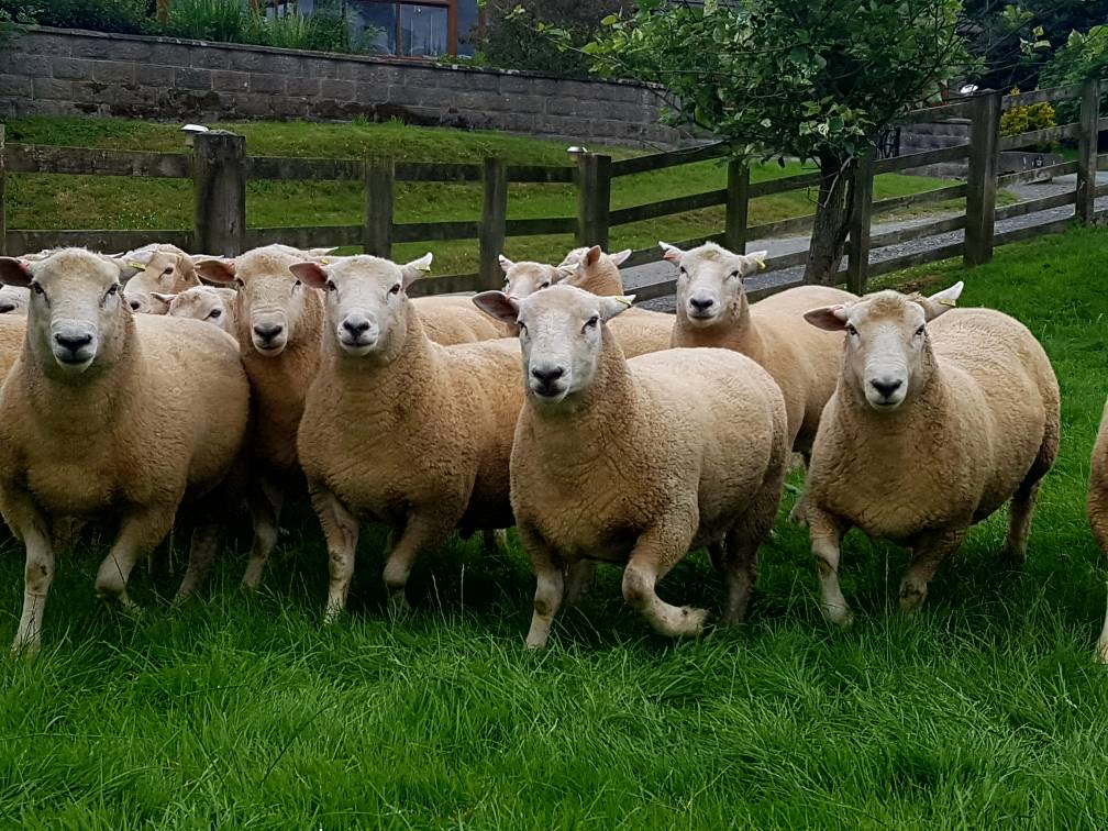 Pentre Farm | Page 2 | The Farming Forum