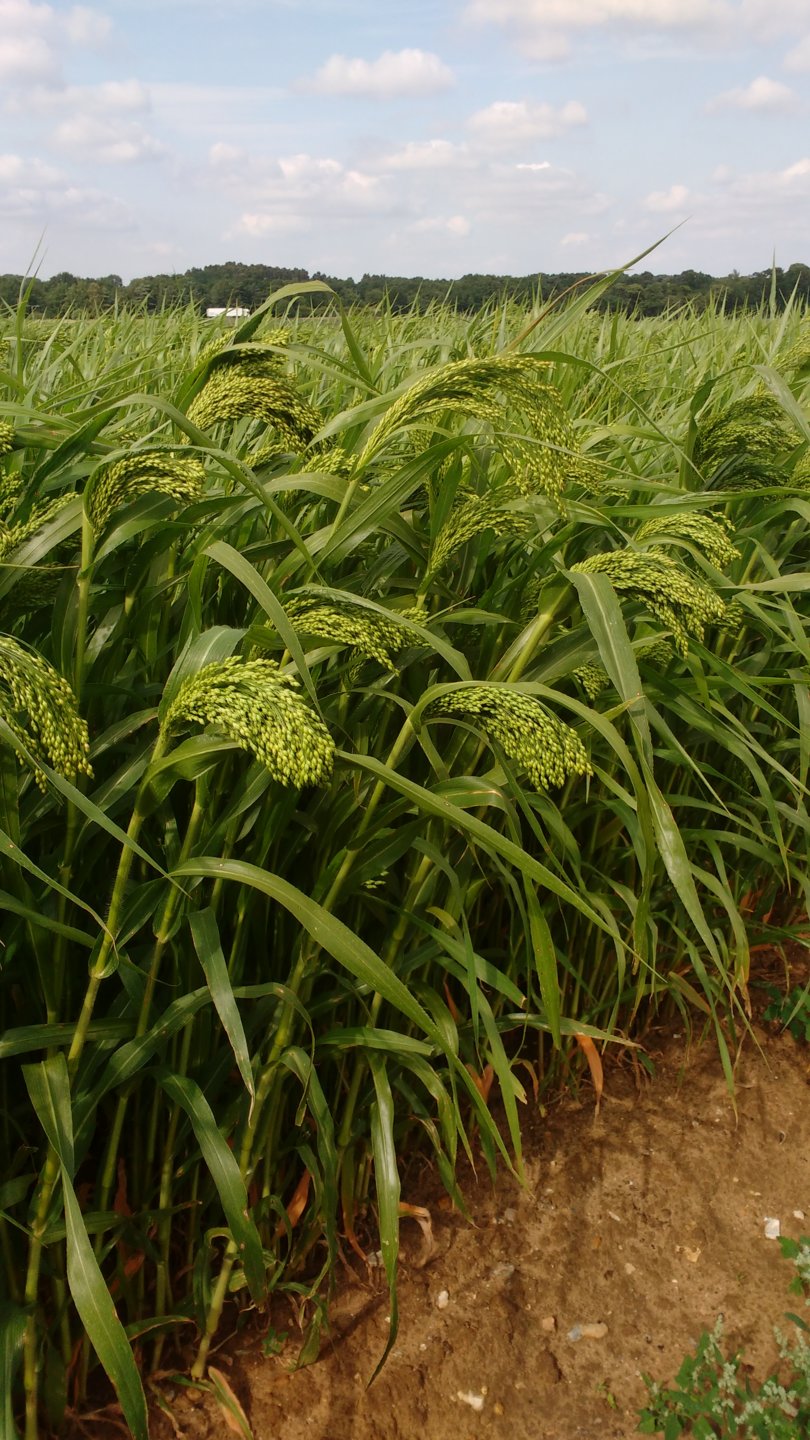 Establishing Millet | Page 2 | The Farming Forum