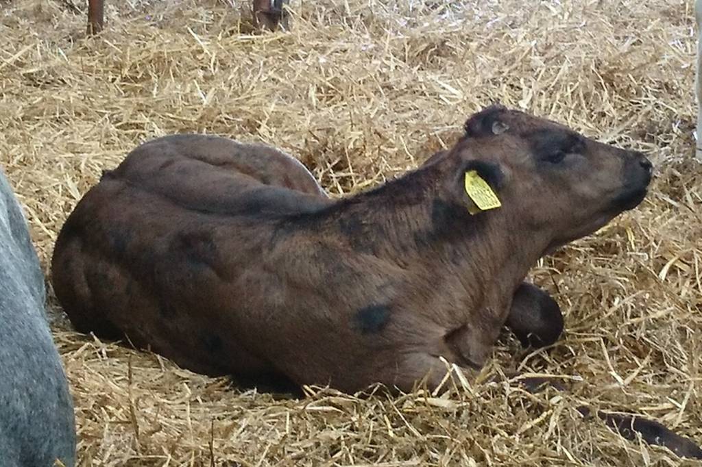 Calf colour change | The Farming Forum