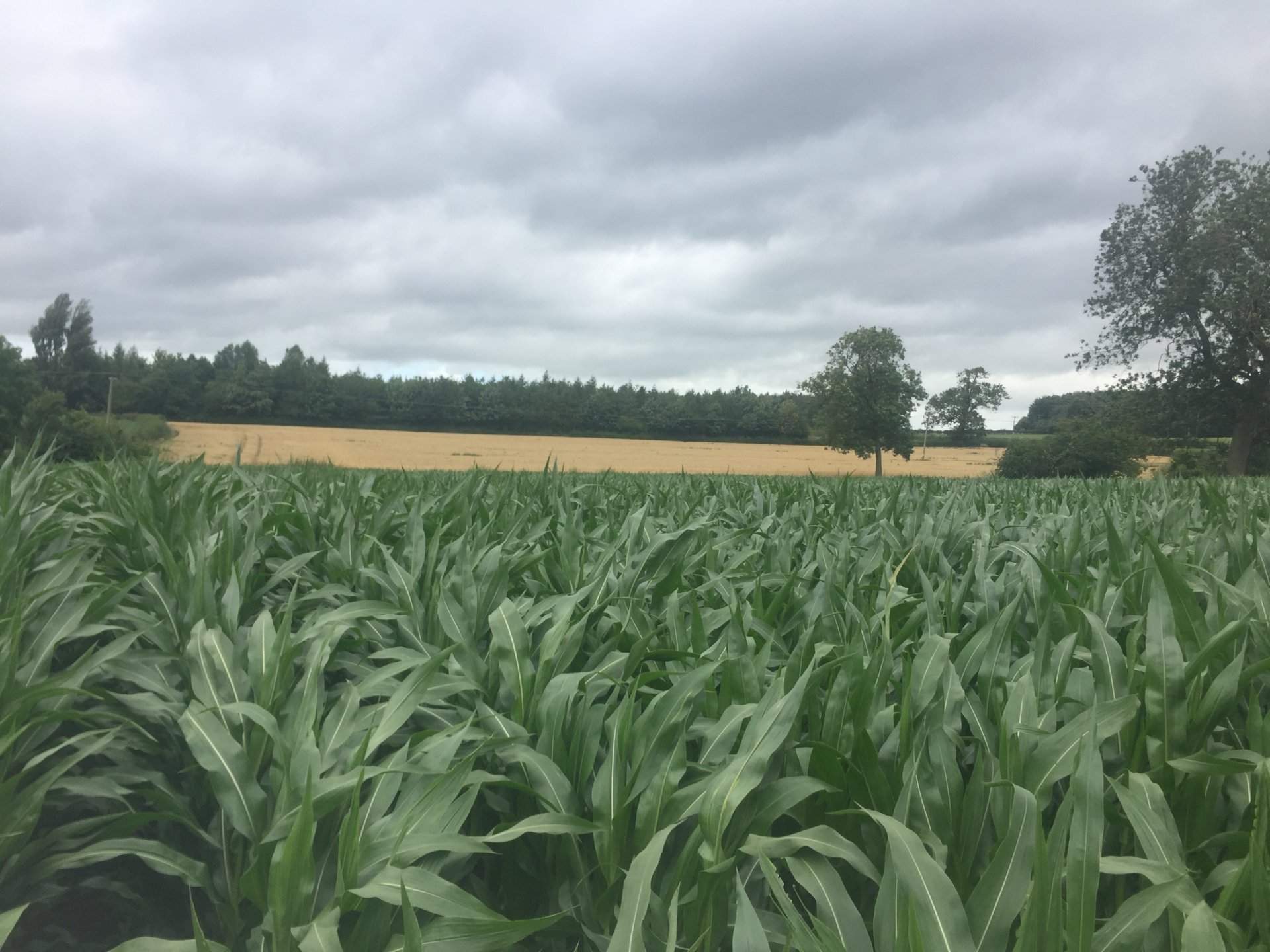 Maize height | Page 5 | The Farming Forum