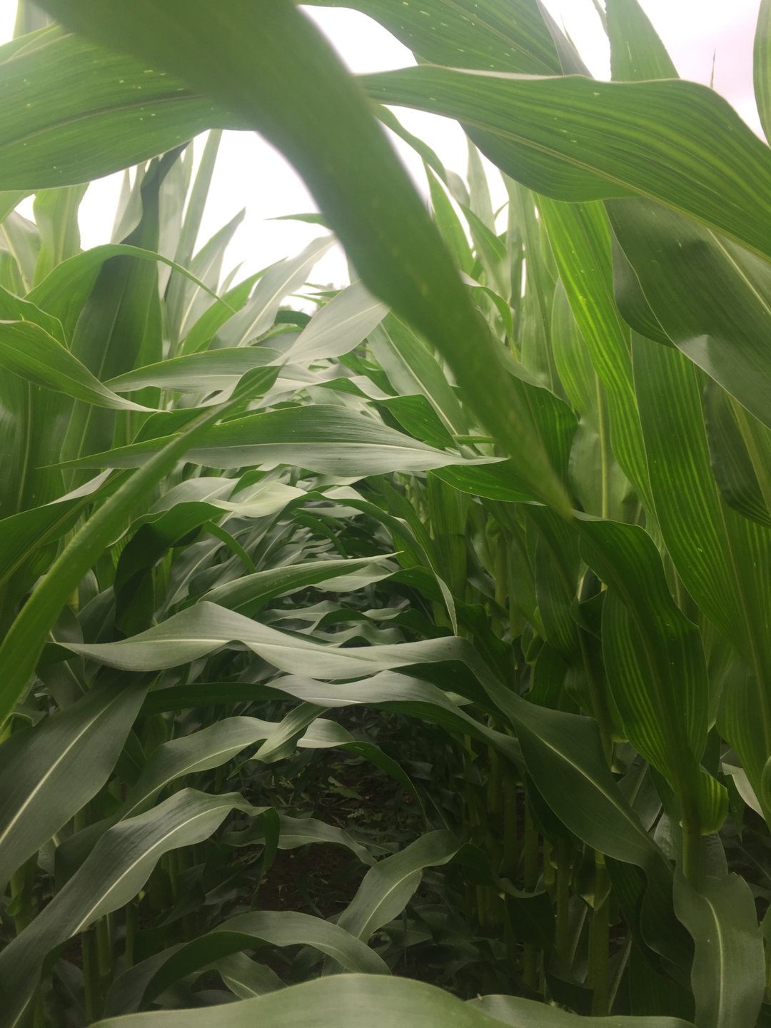 Maize height | Page 5 | The Farming Forum