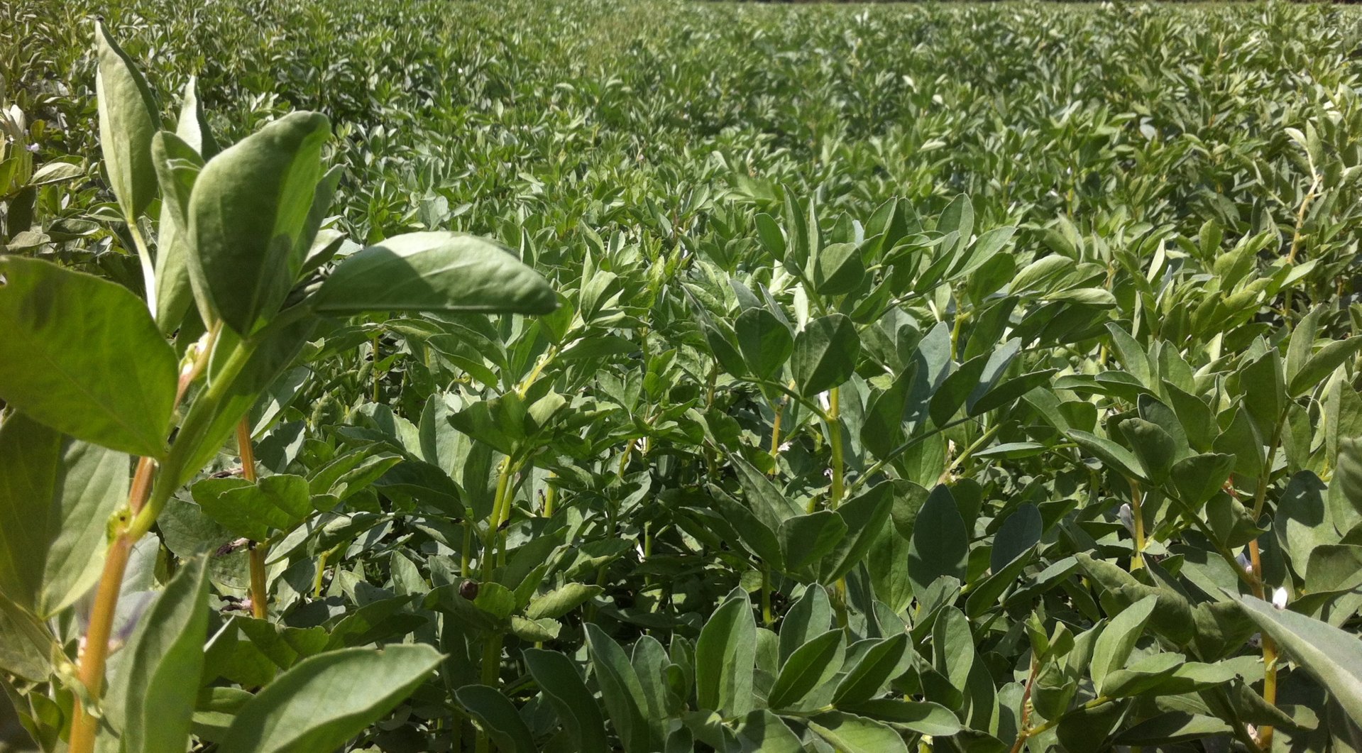 Spring beans...a beginners guide??? | Page 3 | The Farming Forum