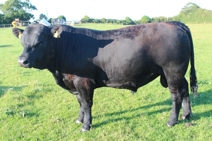 Aberdeen Angus bulls for sale | The Farming Forum