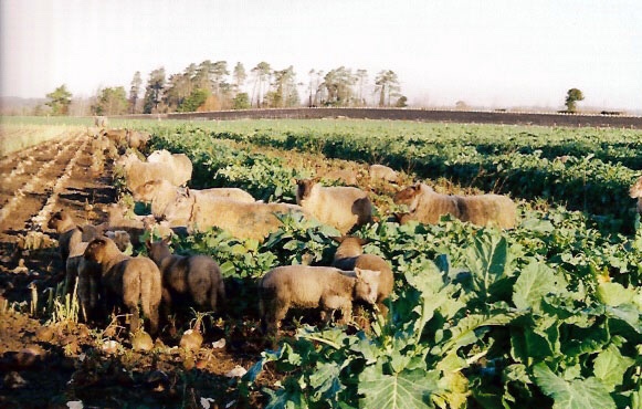 kale for sheep and drill to do it | The Farming Forum