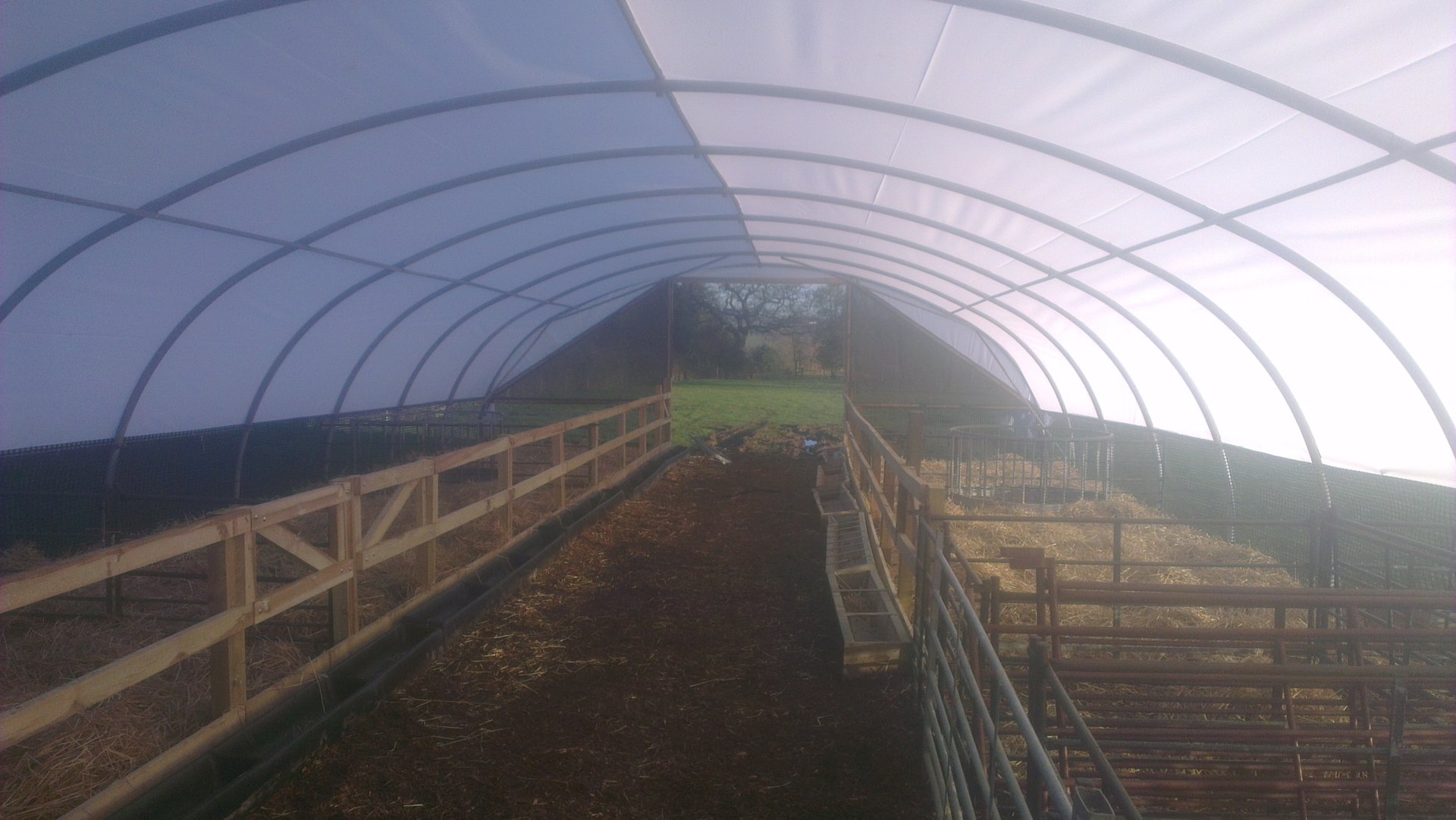 Sheep polytunnels | The Farming Forum