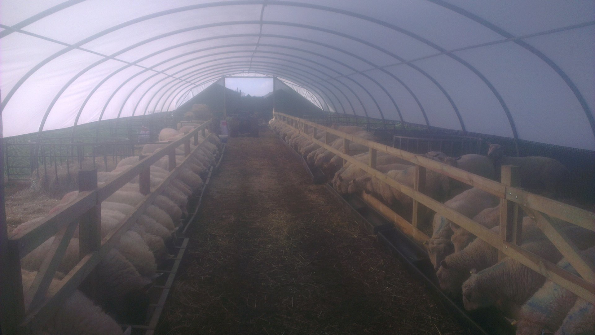 Sheep polytunnels | The Farming Forum