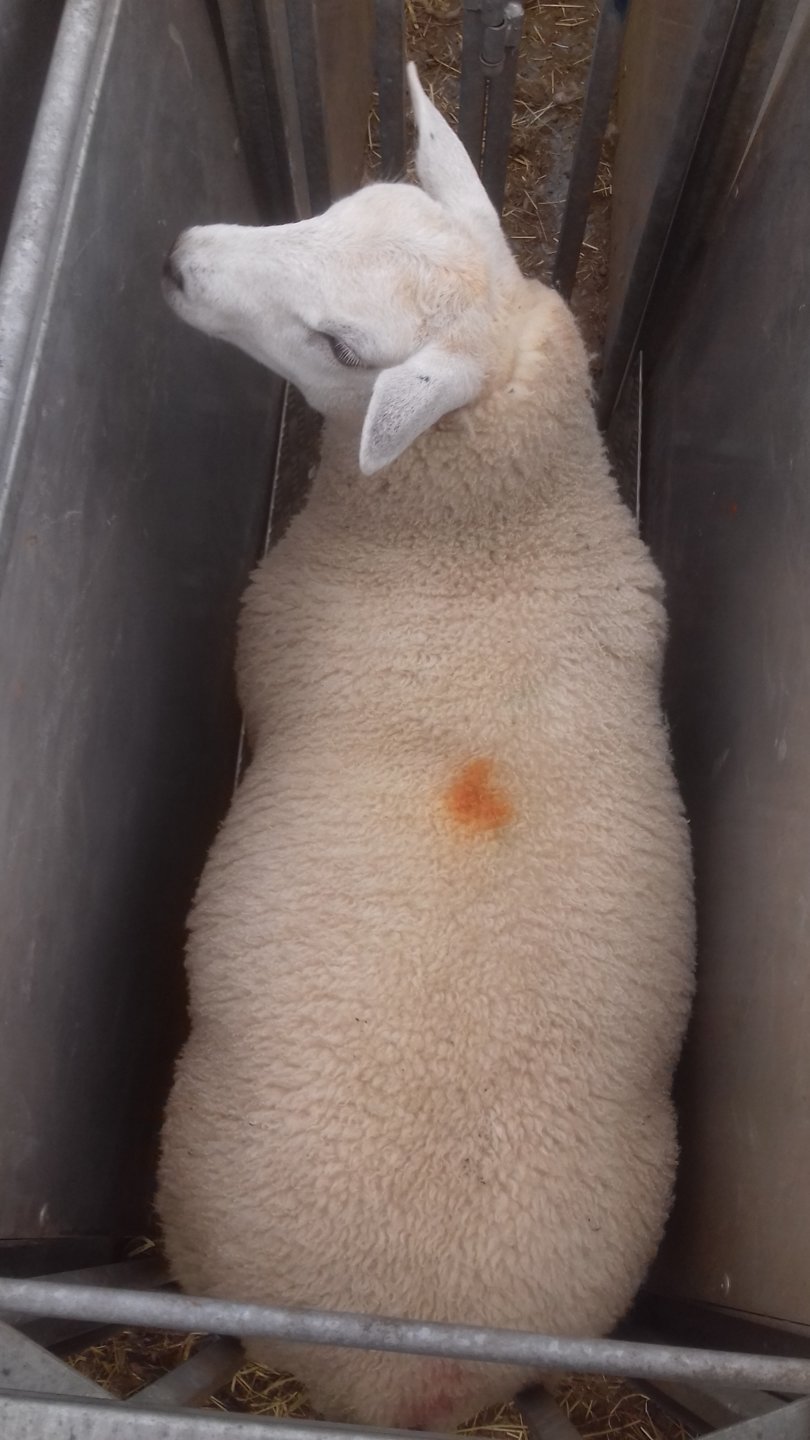 Maternal sheep | Page 3 | The Farming Forum