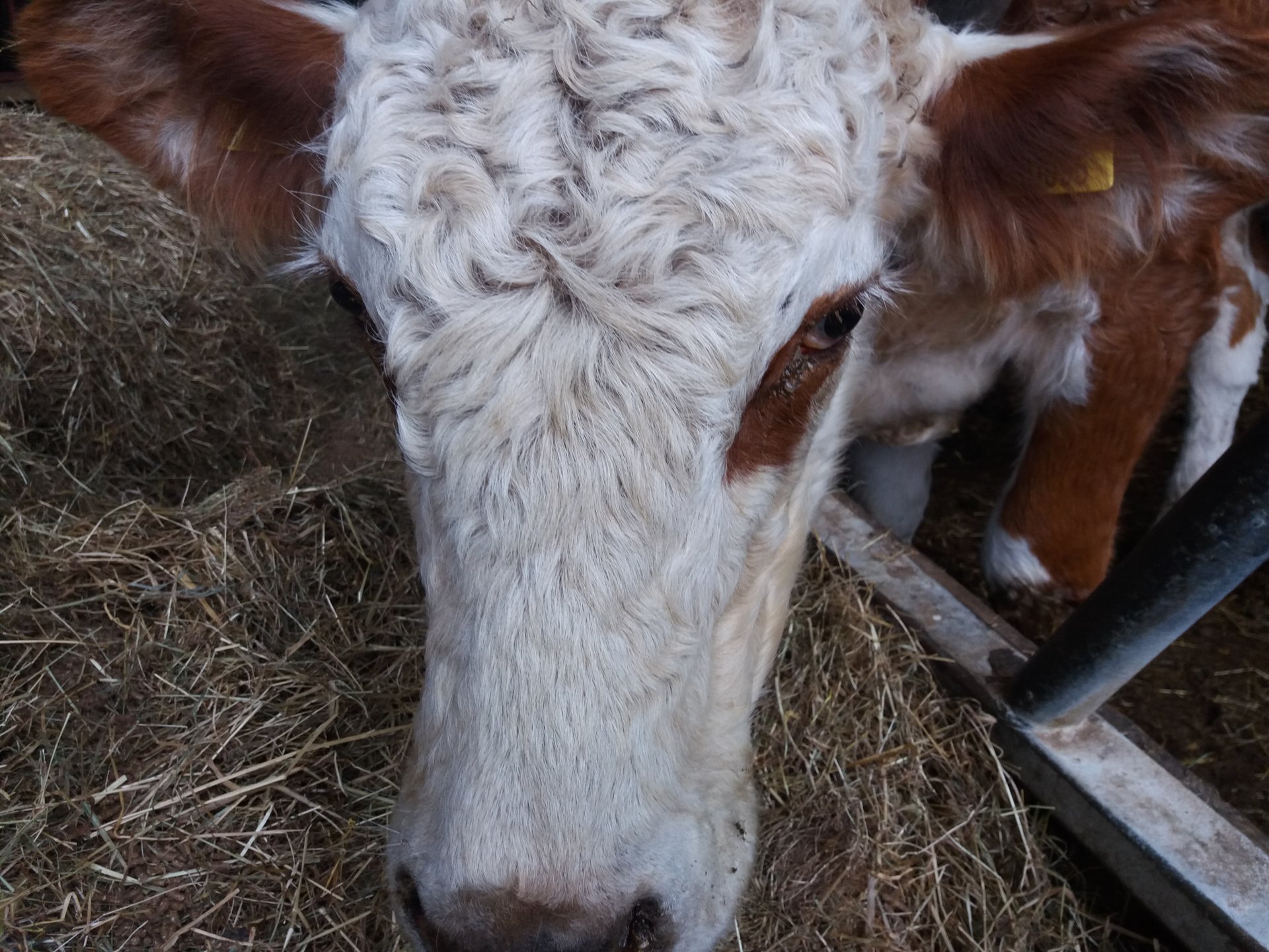 Steer with swollen head/jaw, bloodshot eyes and frothing... | The ...