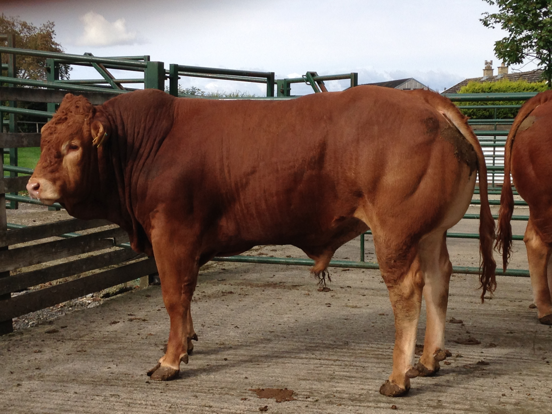 Limousin Cattle Wikipedia