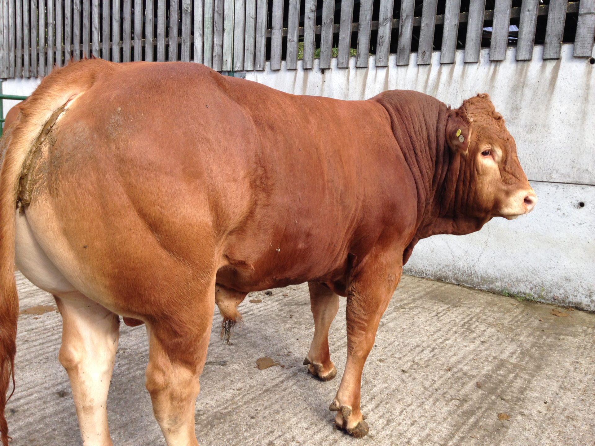 Limousin Bull for sale | The Farming Forum