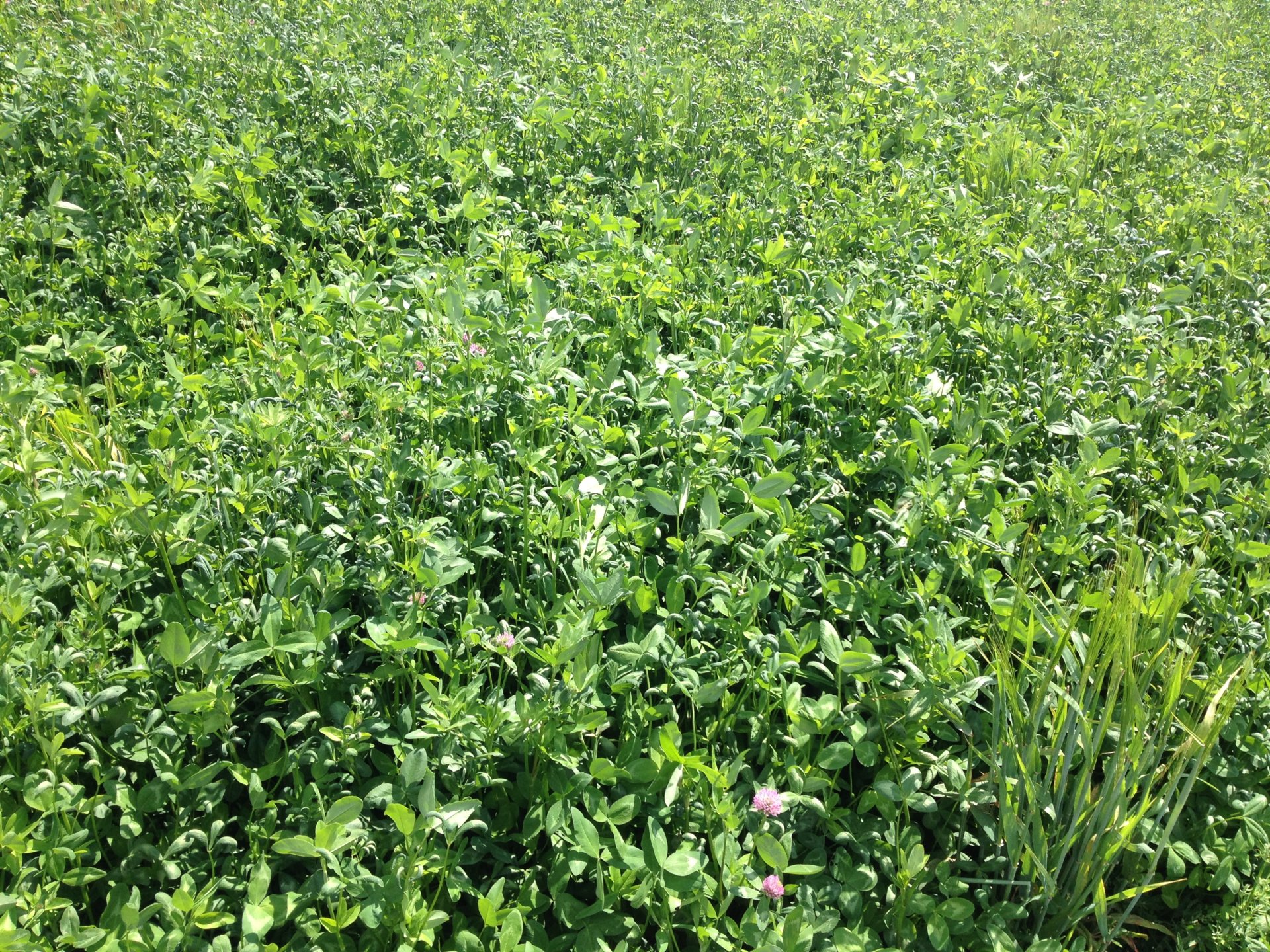 Red clover | The Farming Forum
