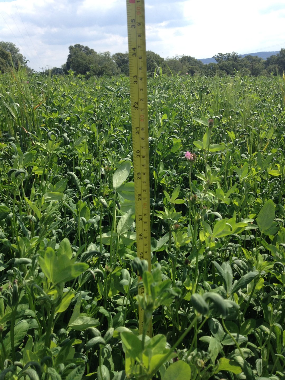 Red clover | The Farming Forum