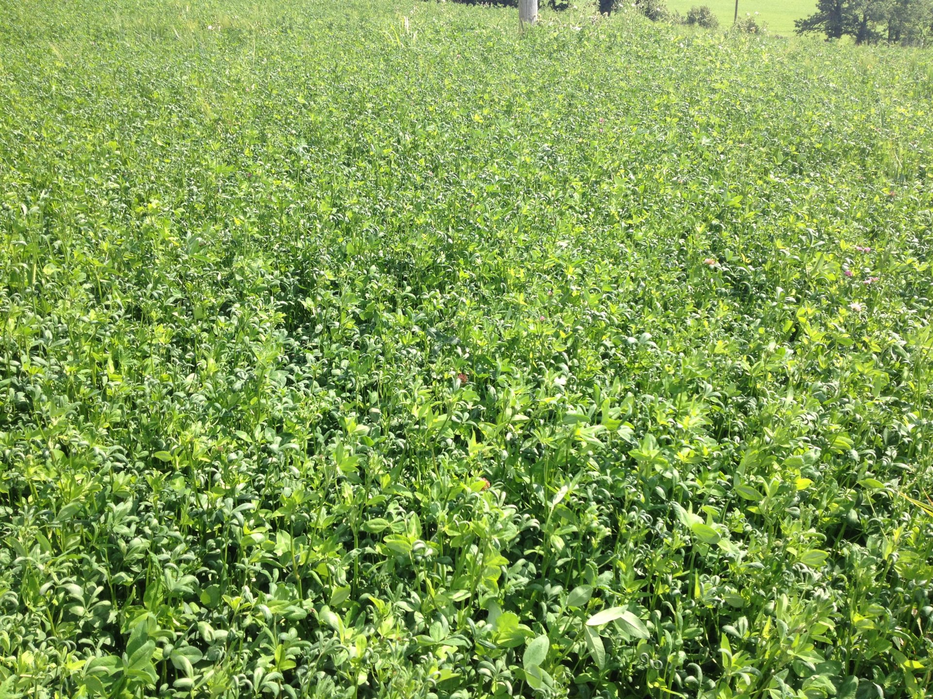 Red clover | The Farming Forum