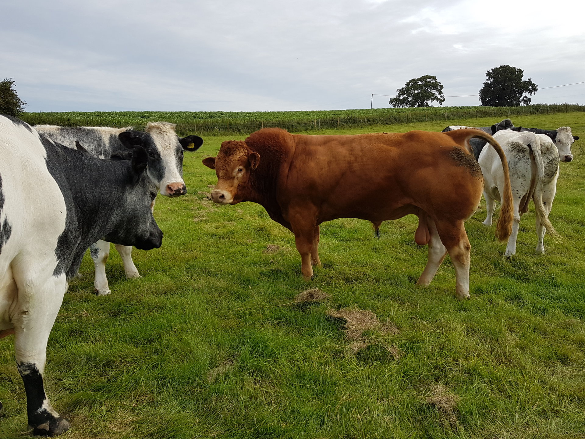 Livestock pictures | Page 151 | The Farming Forum