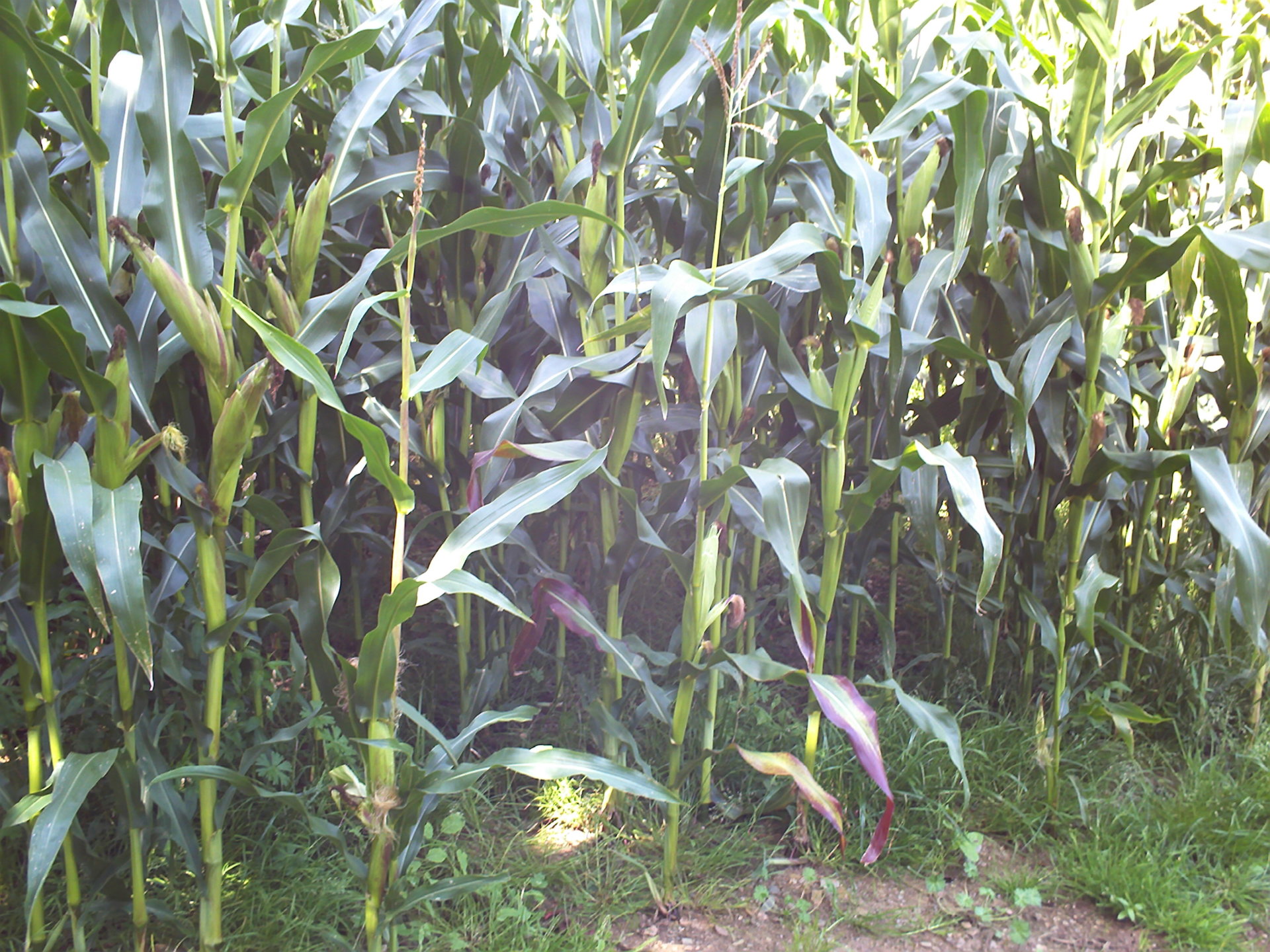 Maize height | Page 5 | The Farming Forum