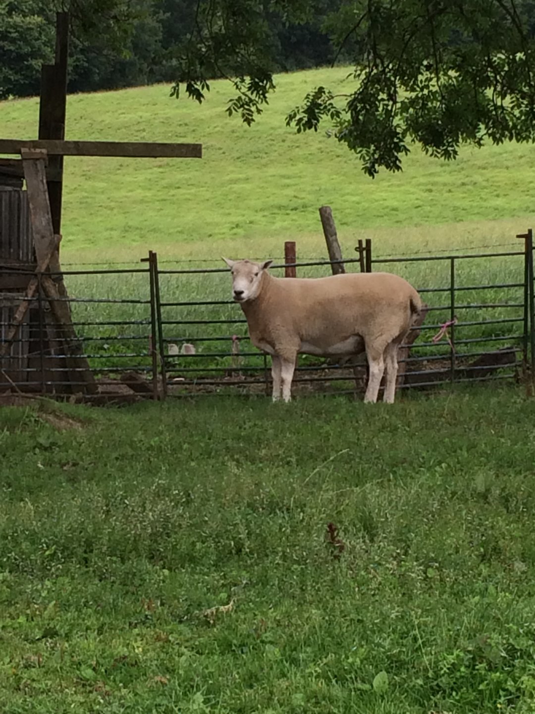 Lleyn ram | The Farming Forum