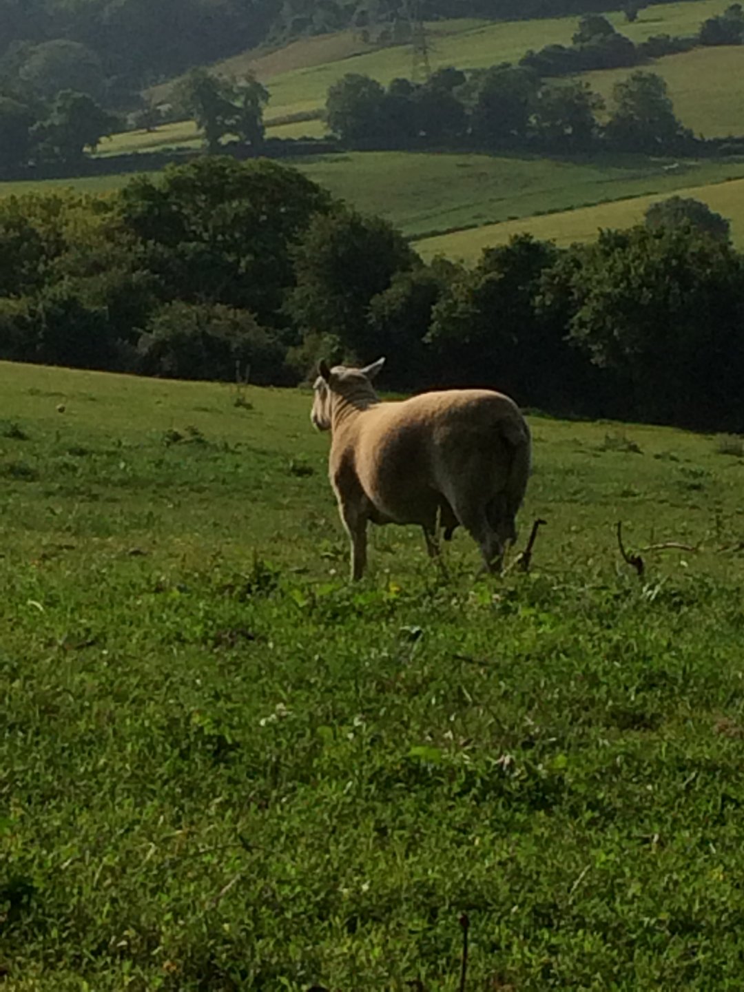 Lleyn ram | The Farming Forum