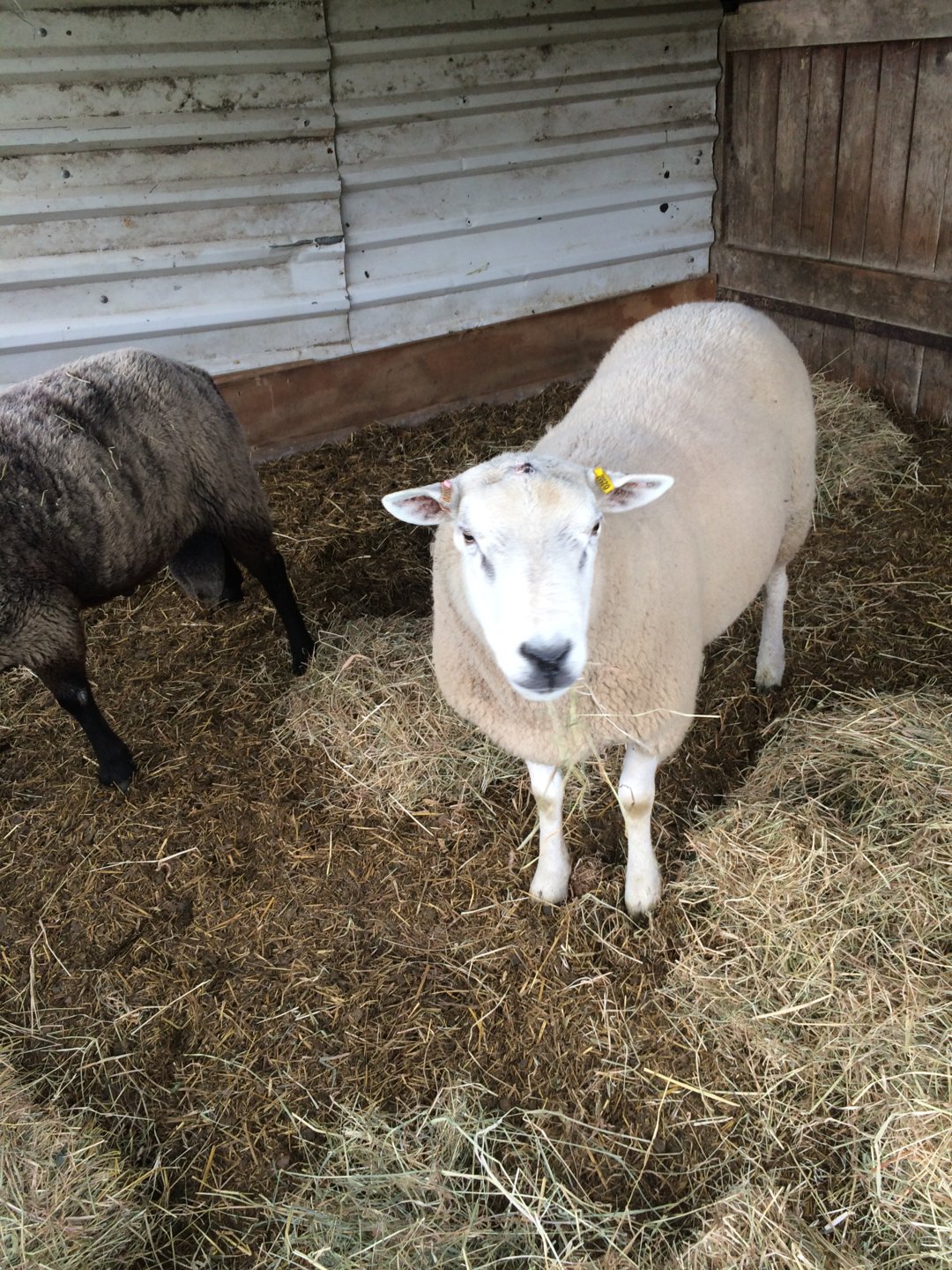 Lleyn ram | The Farming Forum