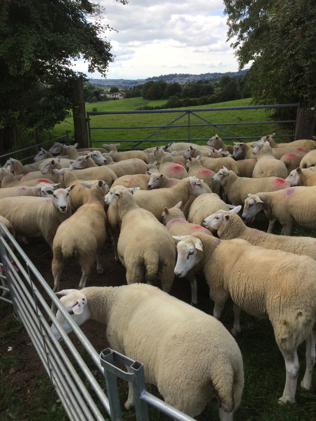 Lleyn ram | The Farming Forum