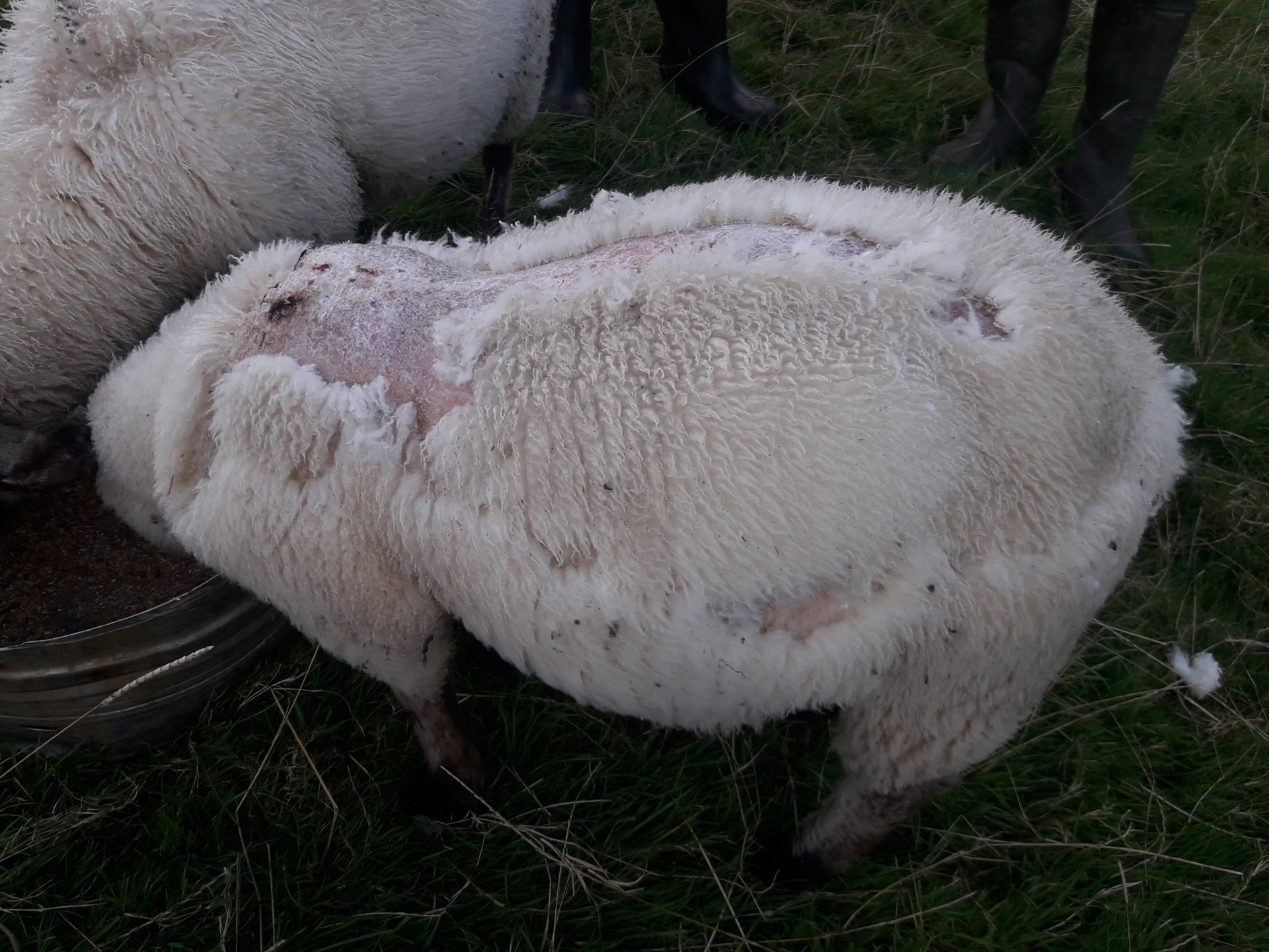 Whats wrong with this Lamb ? | The Farming Forum