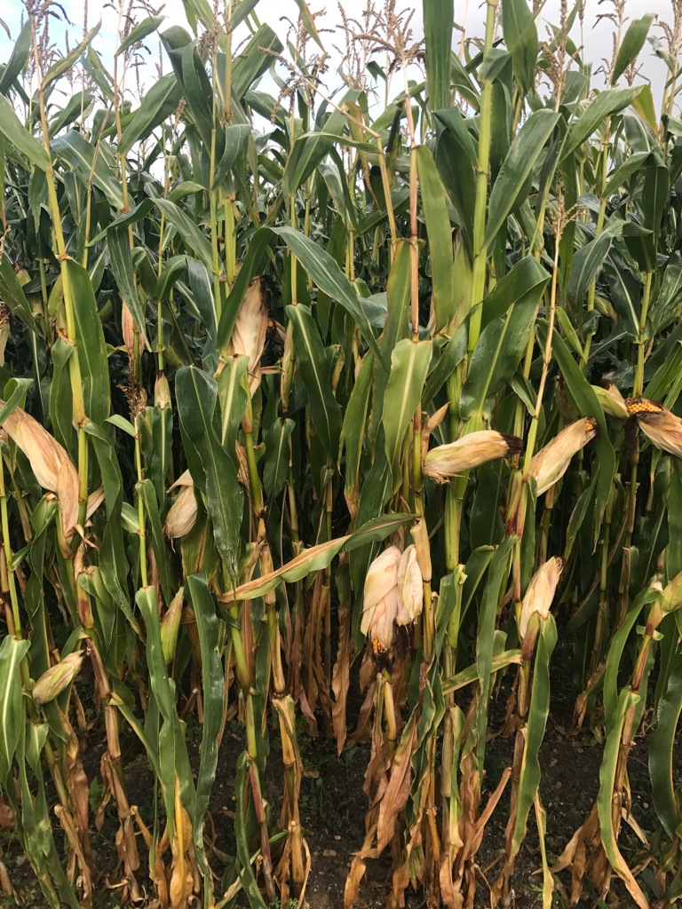 Maize height | Page 6 | The Farming Forum