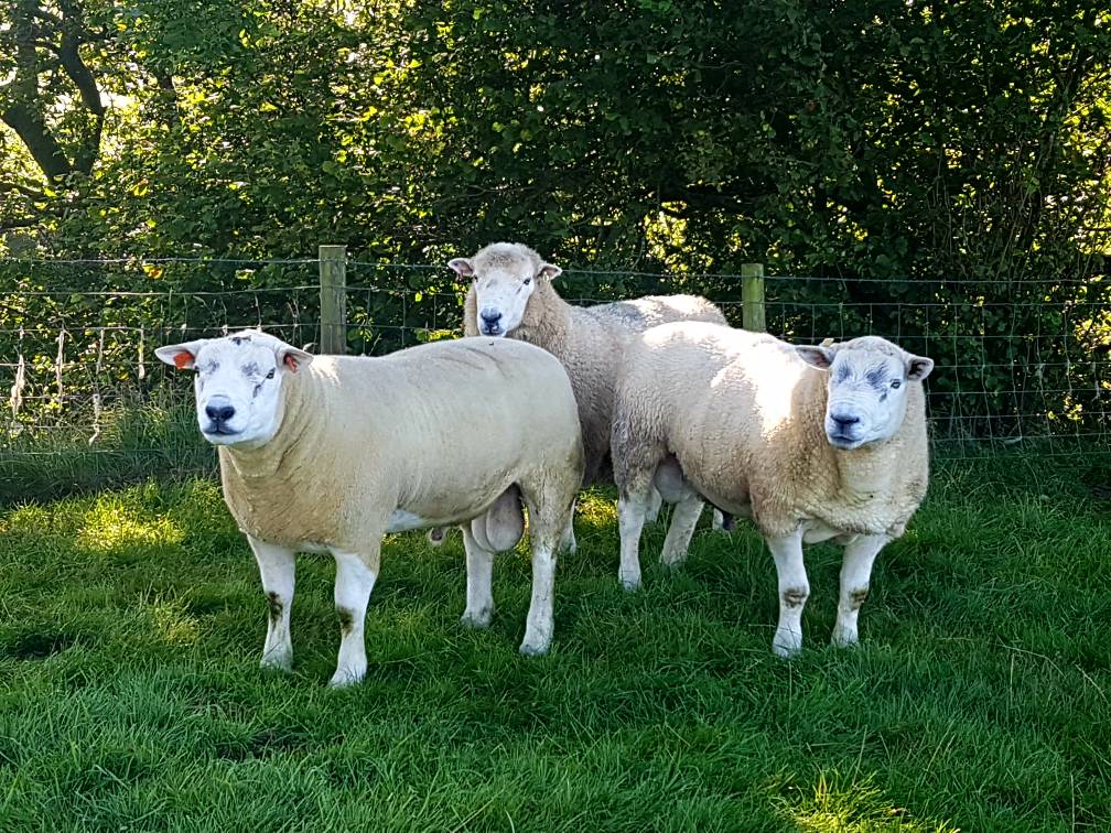 Pentre Farm | Page 2 | The Farming Forum