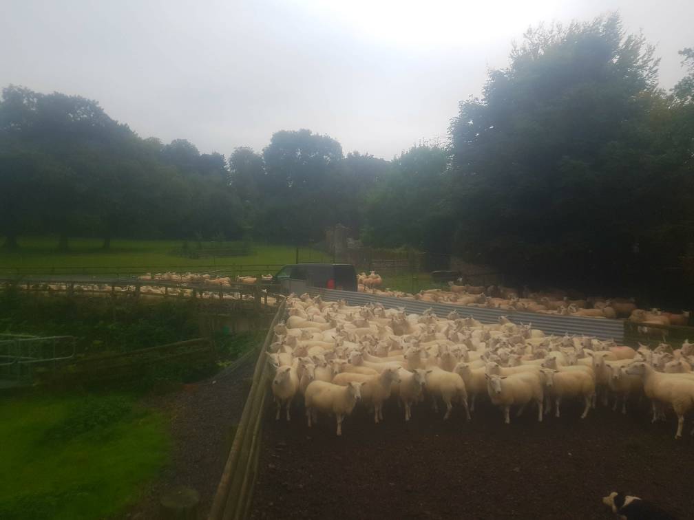 Pentre Farm | Page 2 | The Farming Forum