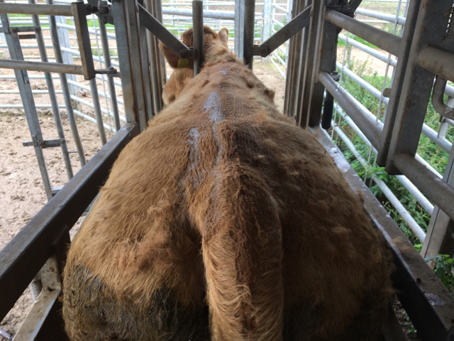 Clipping cattle backs | The Farming Forum