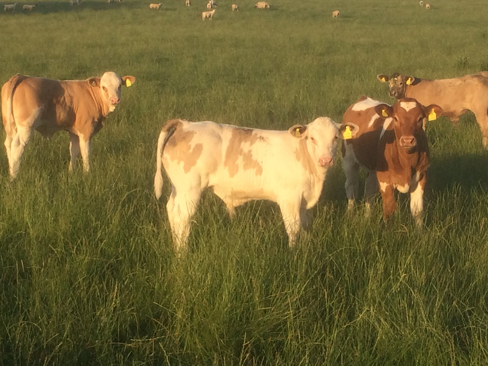 Simmental cows... | The Farming Forum