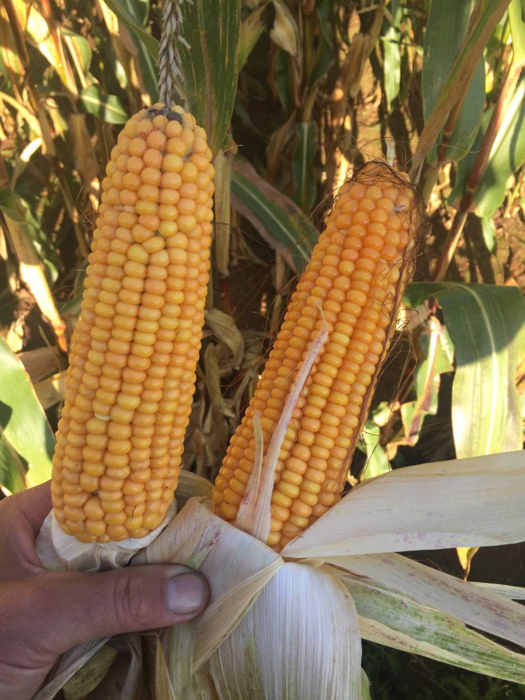 Maize height | Page 8 | The Farming Forum