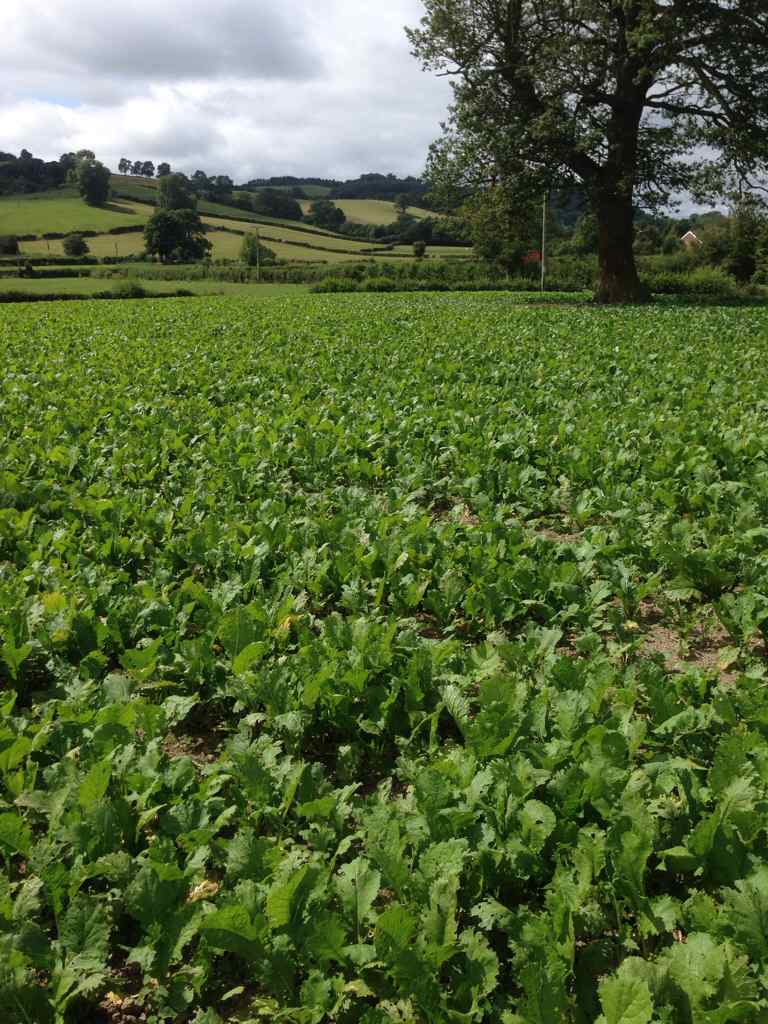 Stubble turnip advice | Page 3 | The Farming Forum