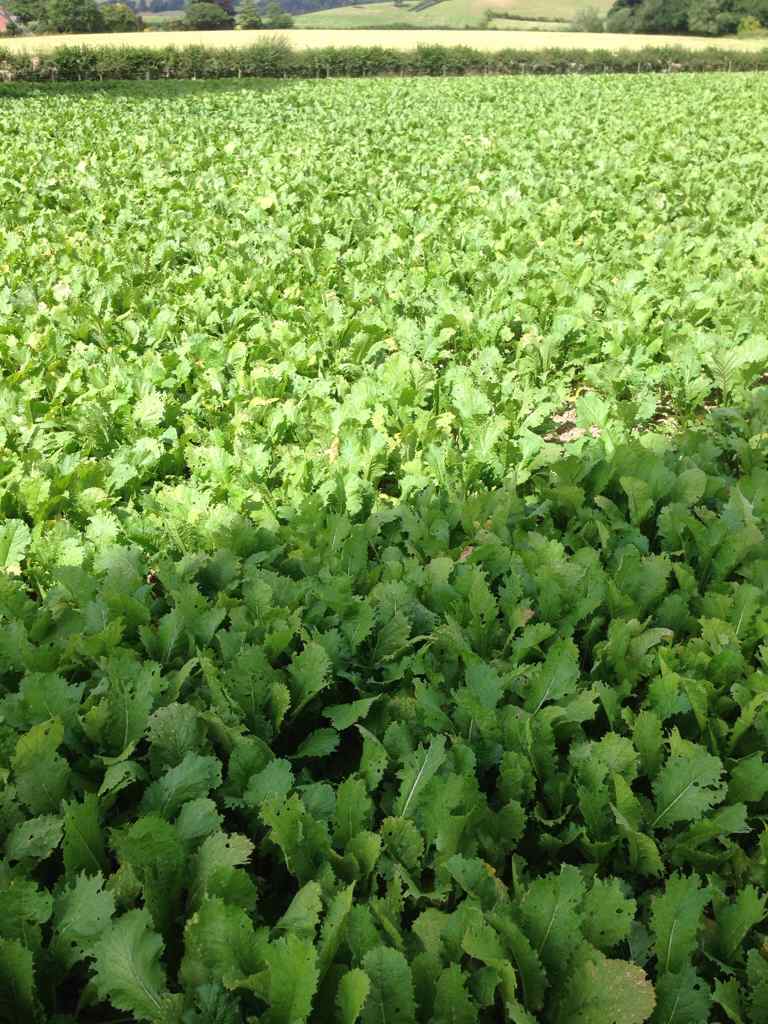 Stubble turnip advice | Page 3 | The Farming Forum