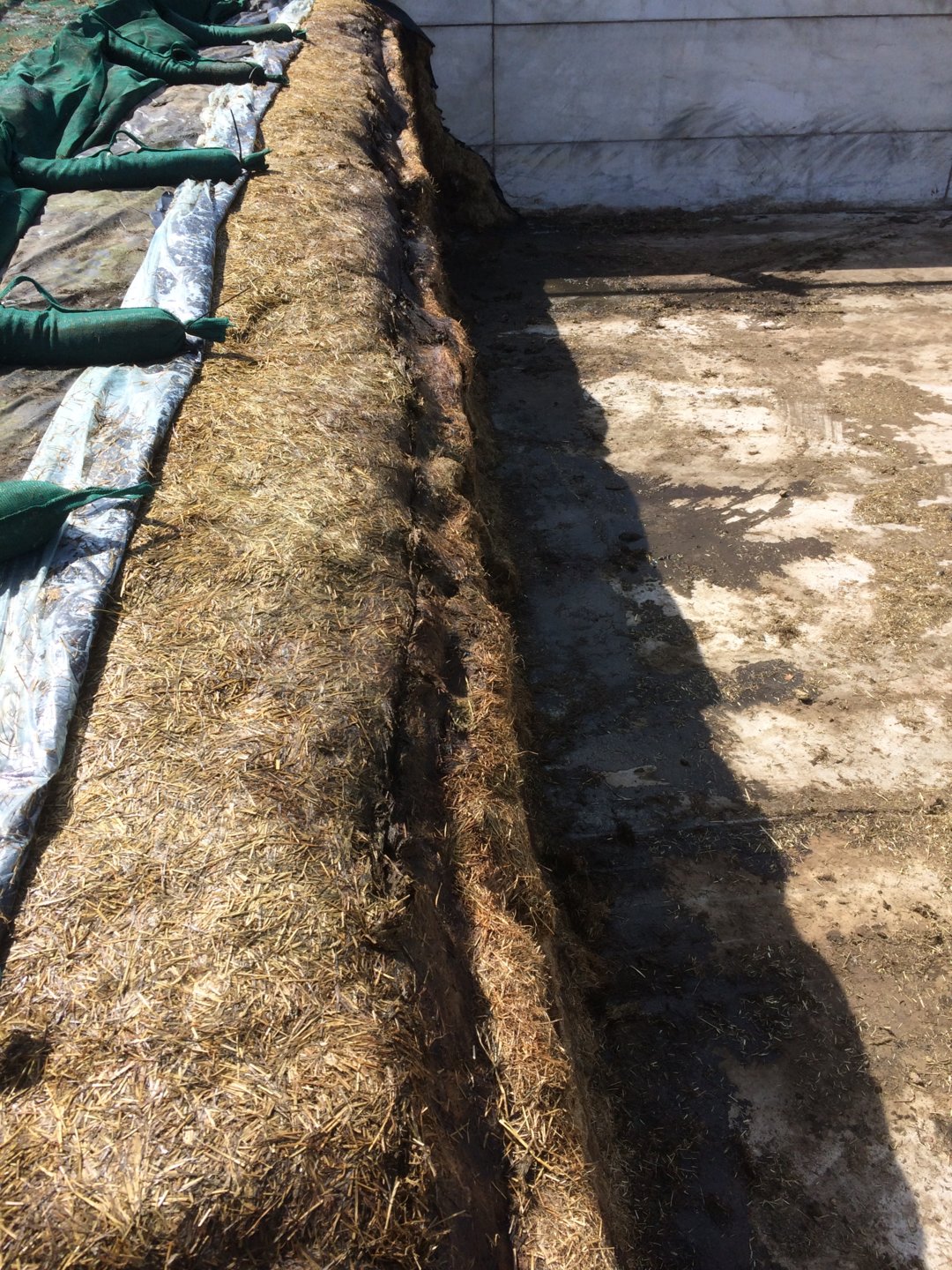 Sealing up silage face | The Farming Forum