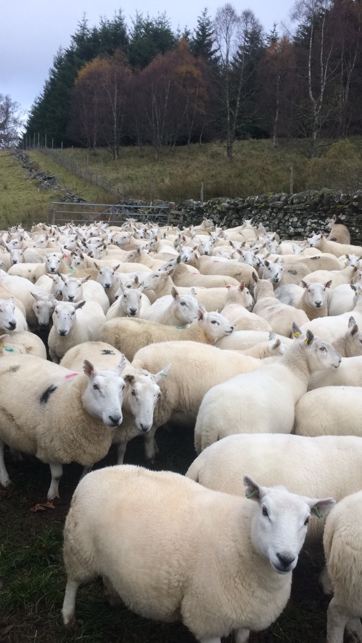 North country cheviot | Page 7 | The Farming Forum